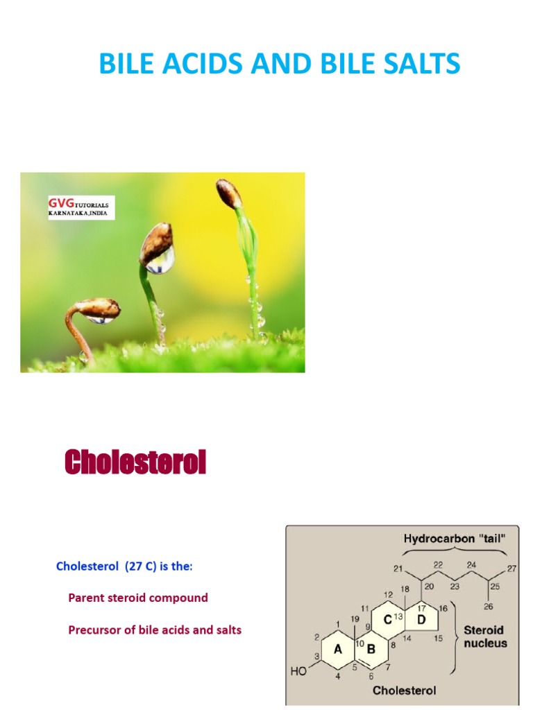Bile Acids and Bile Salts - Science - Biochemistry - Lifescience | PDF ...
