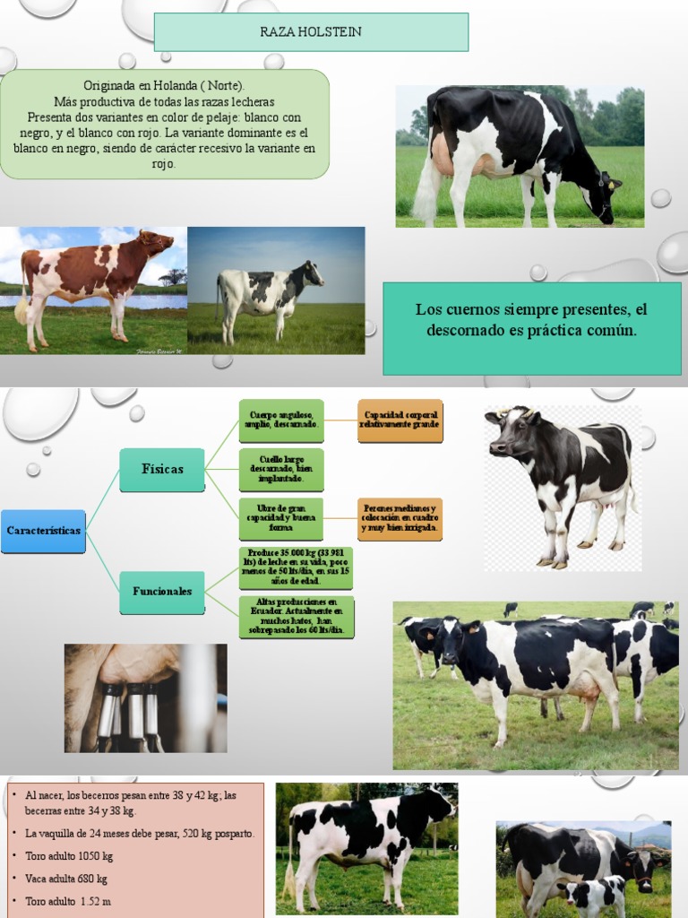 Holstein | PDF