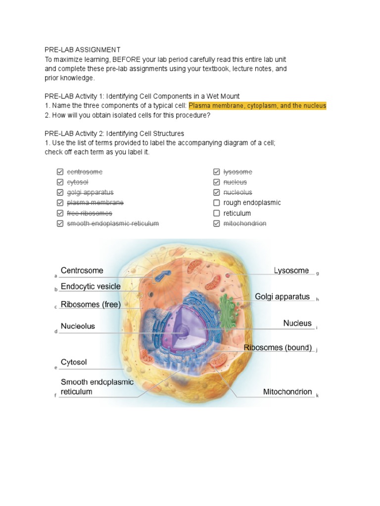 Assignment 4 The Cell | PDF | Endoplasmic Reticulum | Cell Nucleus