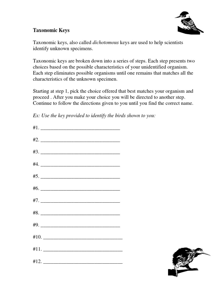 Kami Export - Name That Bird Handout | PDF | Paravians | Birds