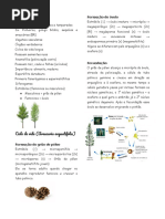 Mapa Mental - Angiospermas 1 - Biologia | PDF