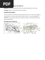 Morfología Externa Del Grillo | PDF | Insectos | Artrópodos