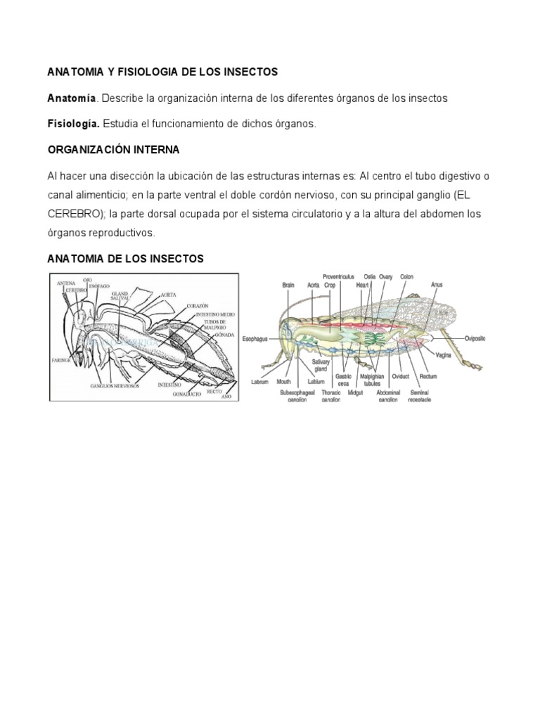 Anatomia y Fisiologia de Los Insectos | PDF | Sistema digestivo humano ...