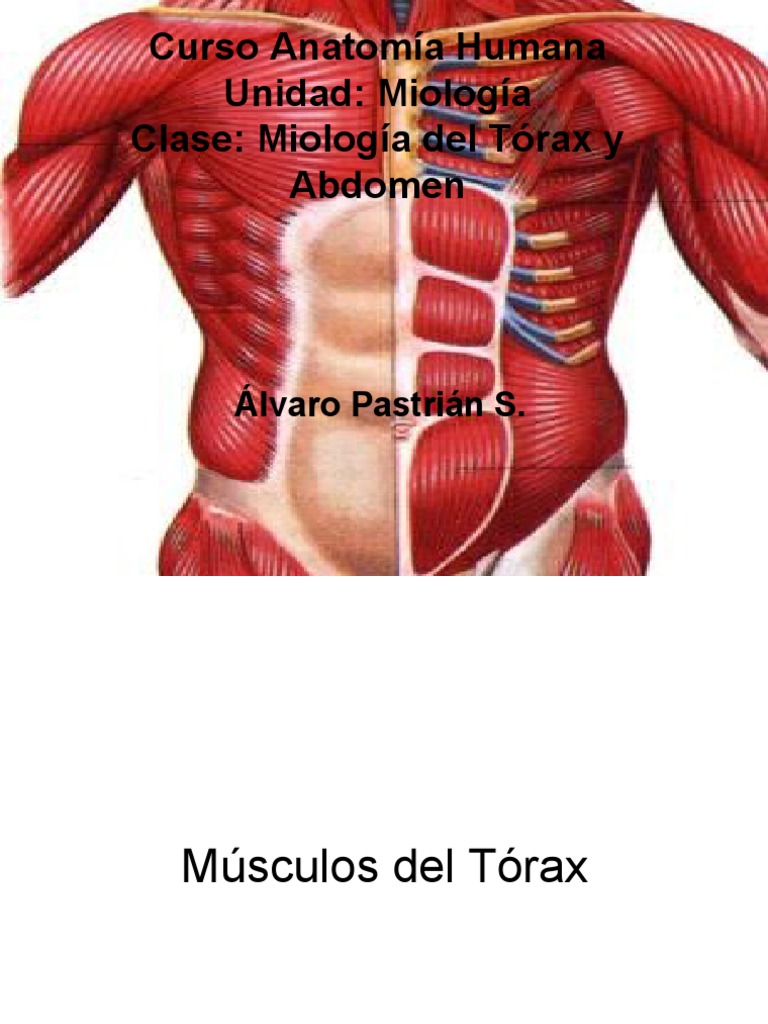 Miología del tórax y abdomen