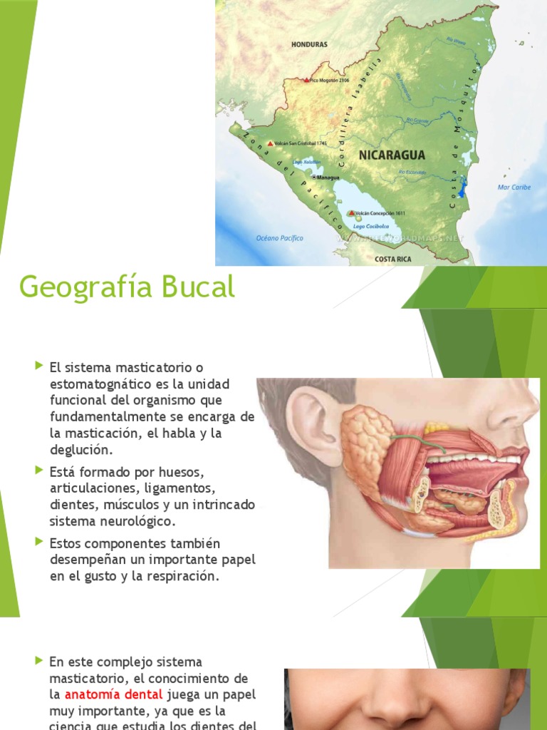 Anatomía de la Boca y sus Partes | PDF | Boca | Diente