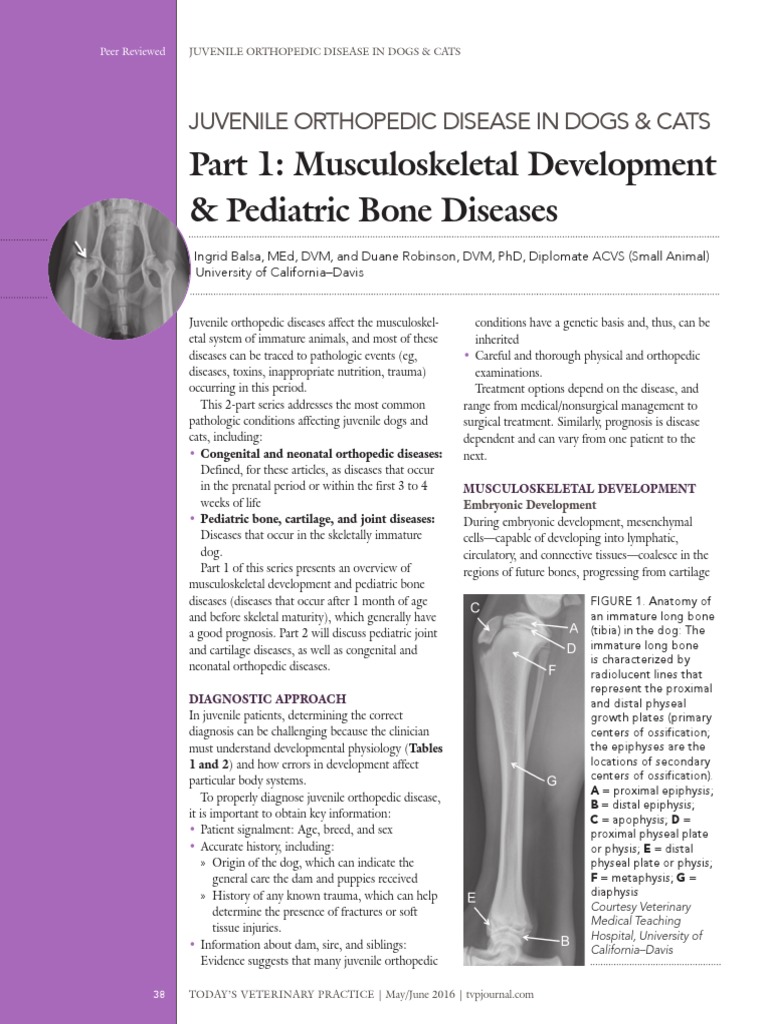 Physeal Closure Time & Disease | PDF | Bone | Musculoskeletal System