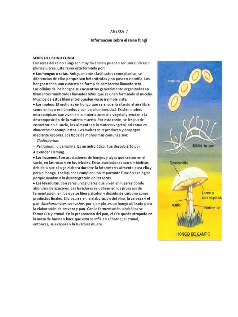 ANEXO 7 Reino Fungí | PDF | Hongo | Espora