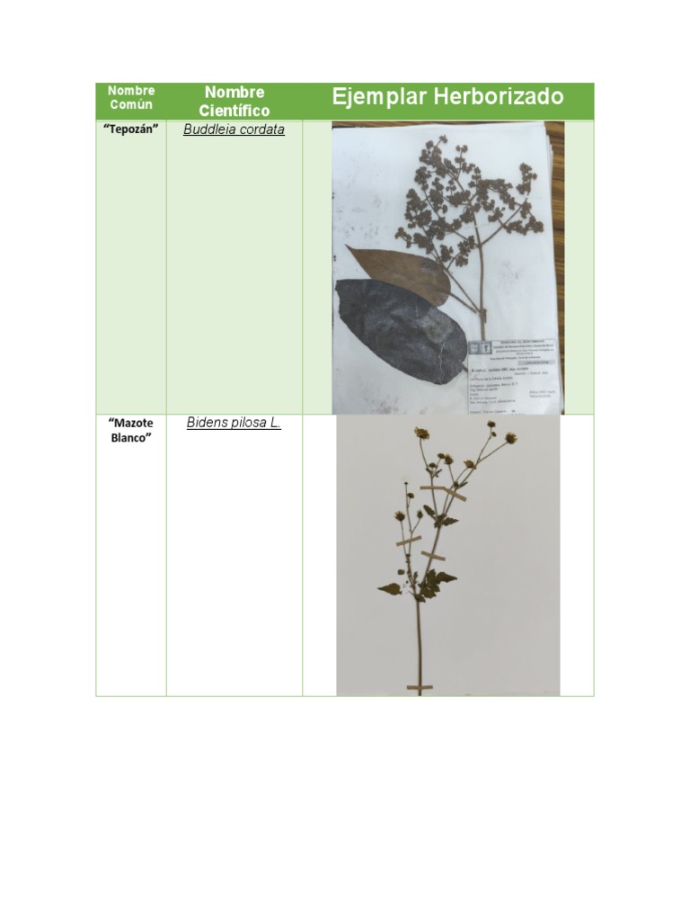 Herbario Digital Pdf