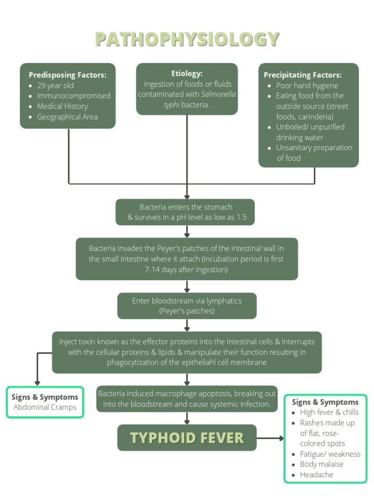 CS11 TYPHOID FEVER Pathophysiology | PDF | Salmonella | Clinical Medicine