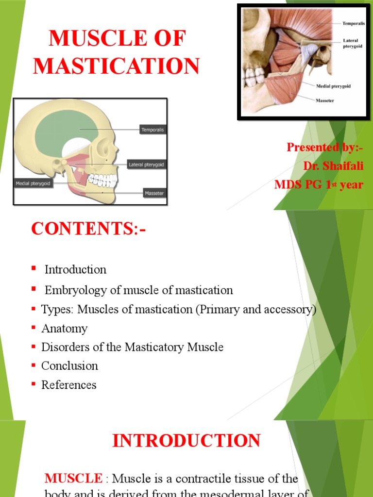Muscle of Mastication | PDF | Human Anatomy | Soft Tissue