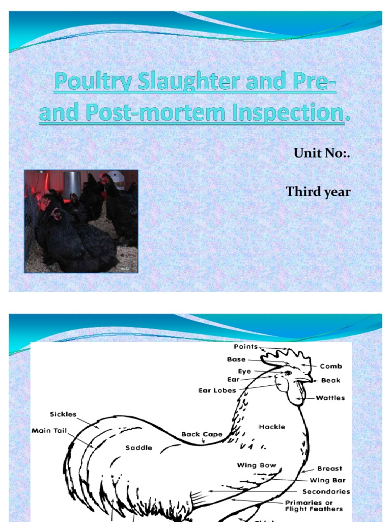 Poultry Post-Mortem Inspection Guide | PDF | Poultry | Birds