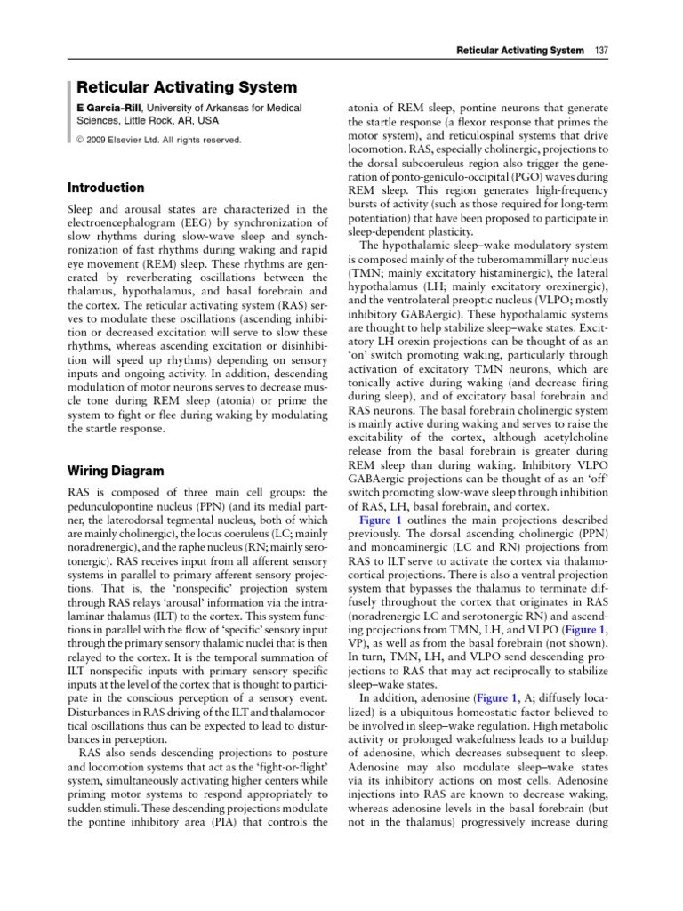 Reticular Activating System Overview | PDF | Cerebral Cortex | Thalamus