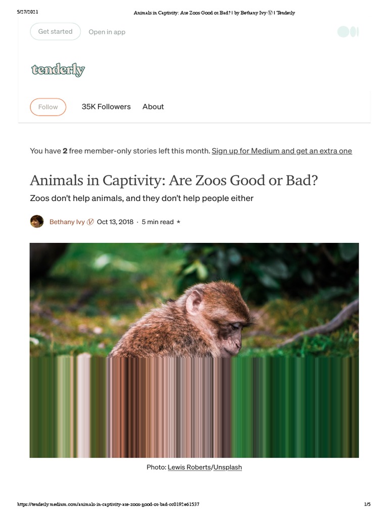 Animals in Captivity - Are Zoos Good or Bad - by Bethany Ivy V ...