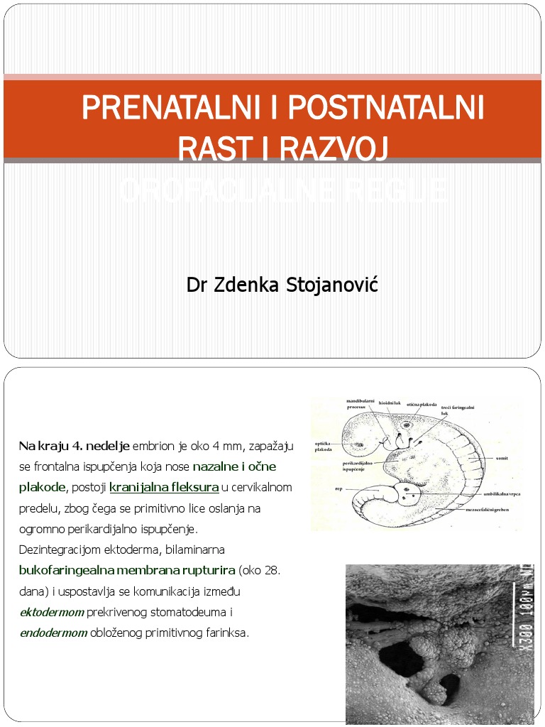 III-20 Pred. MF PROTETIKA - Rast I Razvoj Nastavak | PDF