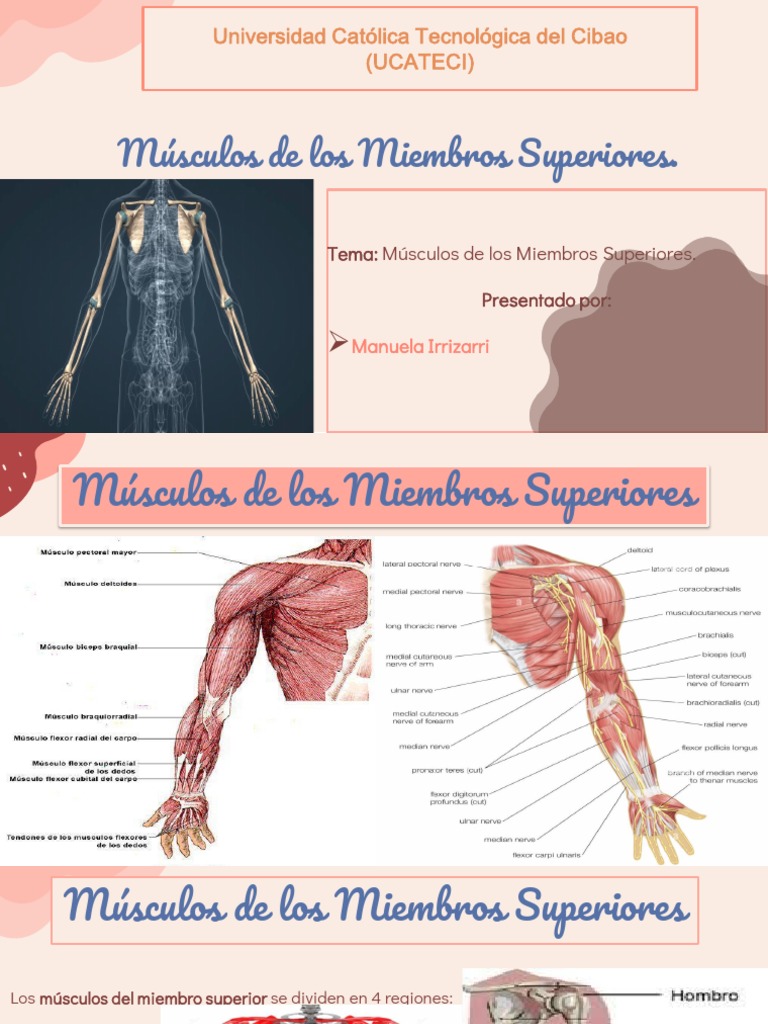 Músculos de Los Miembros Superiores | PDF | Hombro | Extremidades ...
