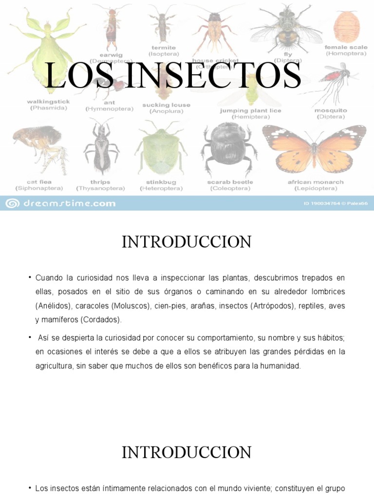 Los Insectos | PDF | Insectos | Plaga (organismo)