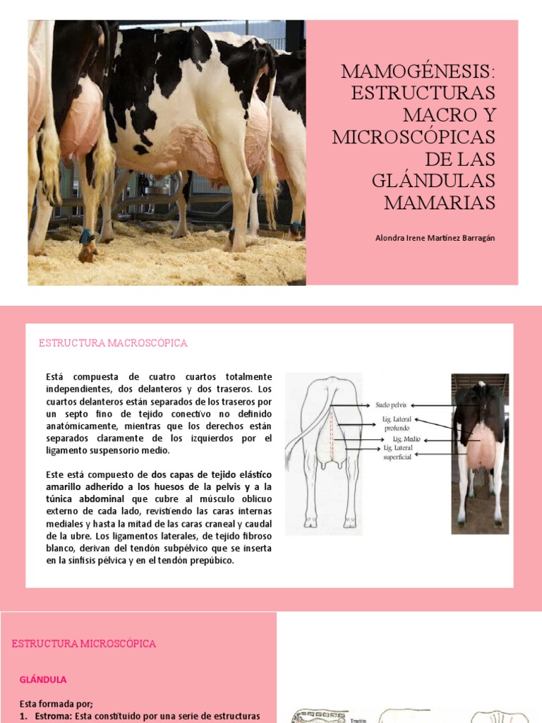 MAMOGÉNESIS | PDF | Sistema linfático | Leche