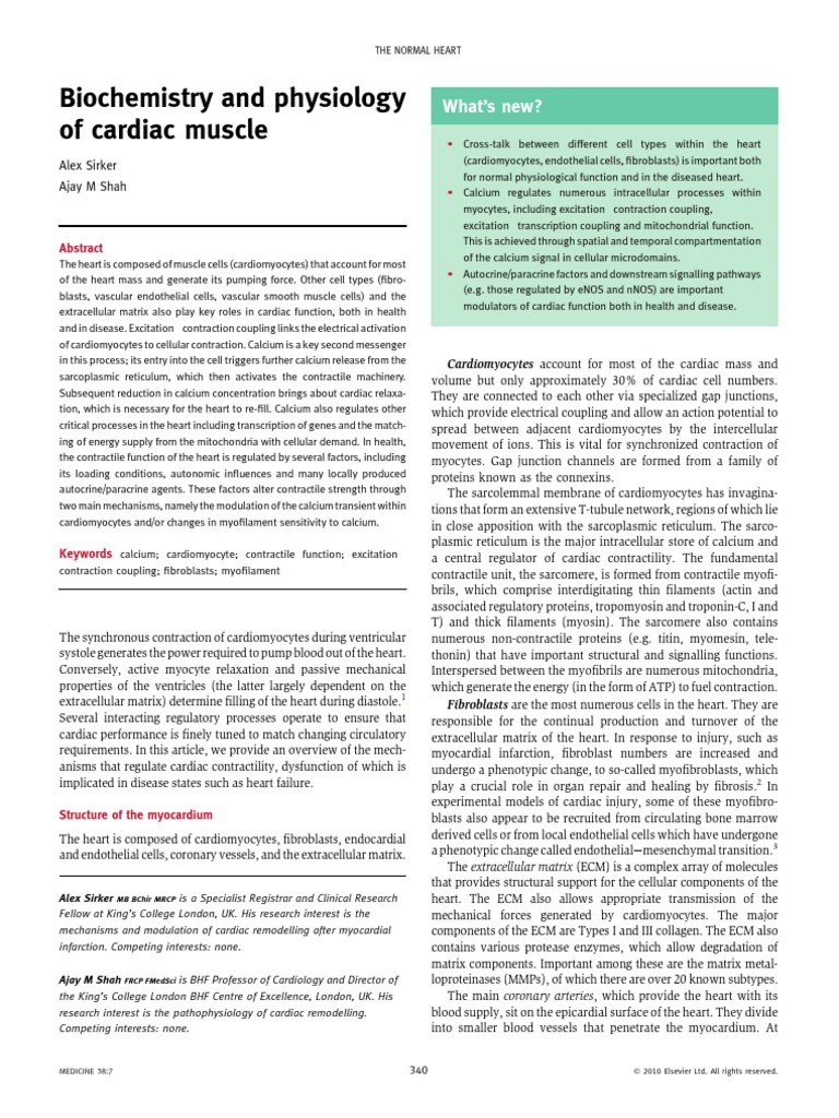 Biochemistry N Physiology of Cardiac Muscle | PDF | Muscle Contraction ...