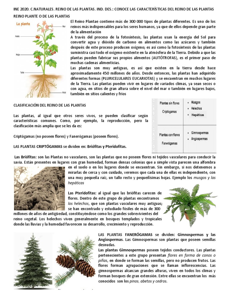 Características y Clasificación del Reino Plantae | PDF | Plantas ...