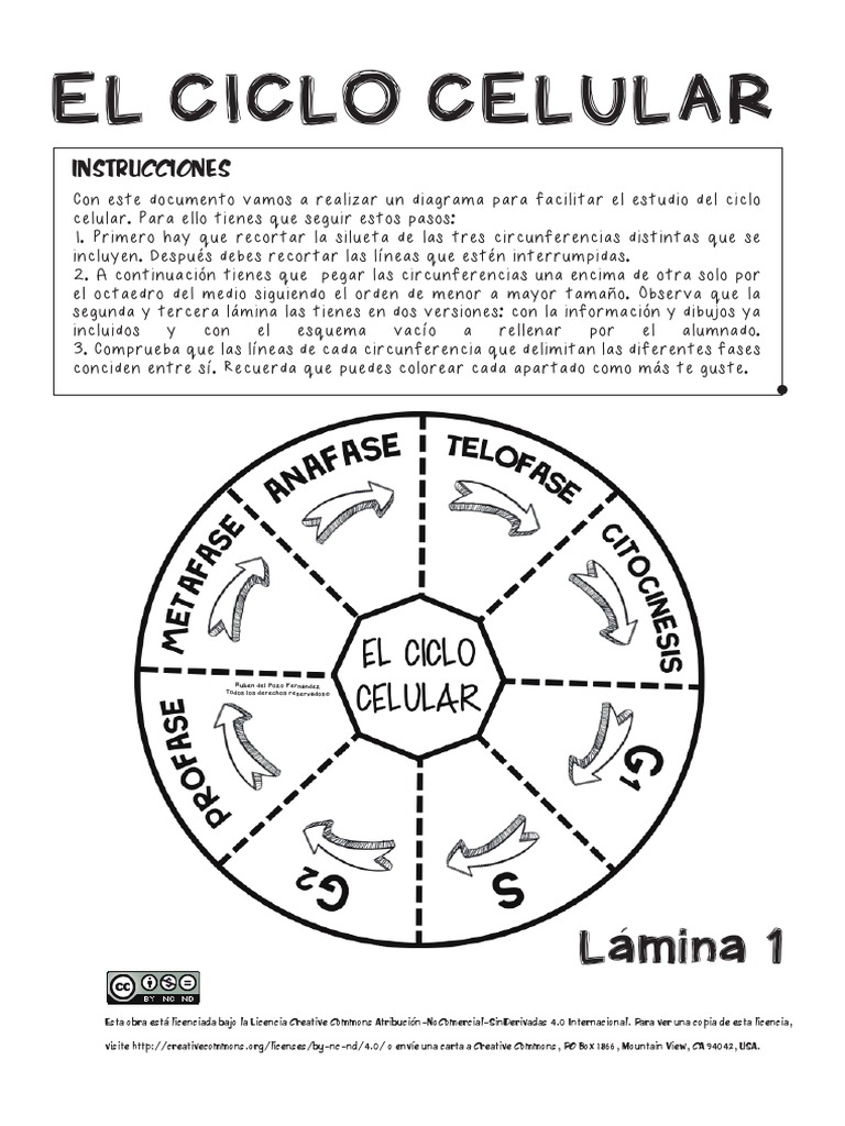 Proyecto El Ciclo Celular Completo | PDF