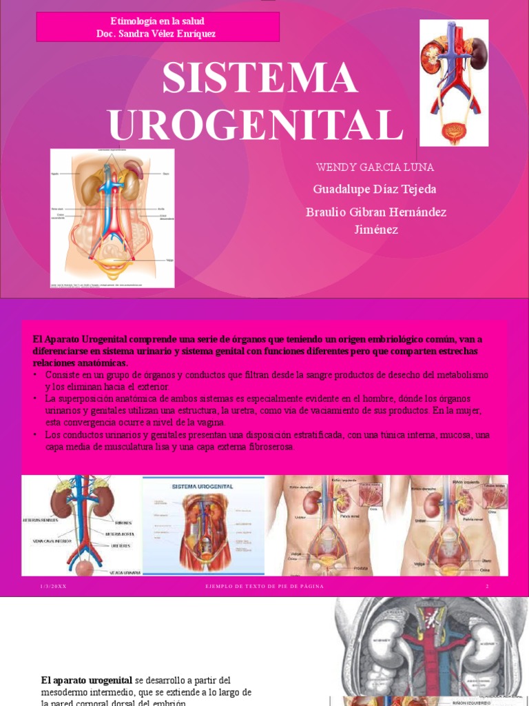 Sistema Urogenital | PDF | Riñón | Especialidades Medicas