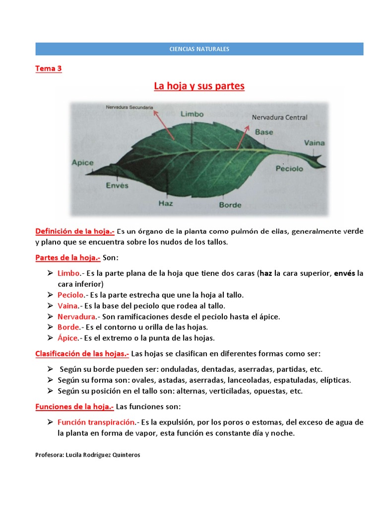 Hoja De Trabajo Sobre Las Partes De Una Planta Para Primer Grado