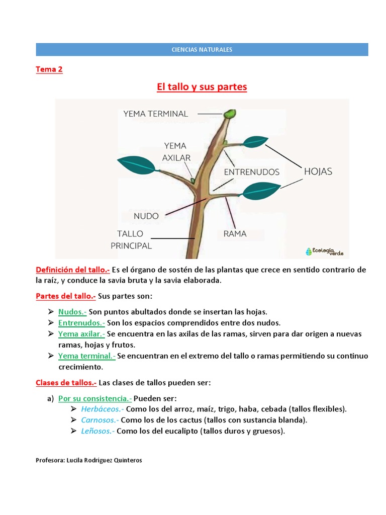 Tema 2 - El Tallo y Sus Partes | PDF | Tallo de la planta | Hoja
