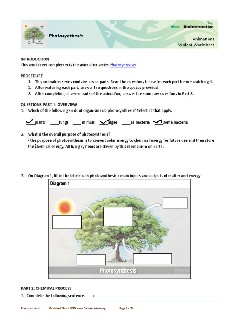 Photosynthesis: Animations Student Worksheet | PDF | Photosynthesis ...