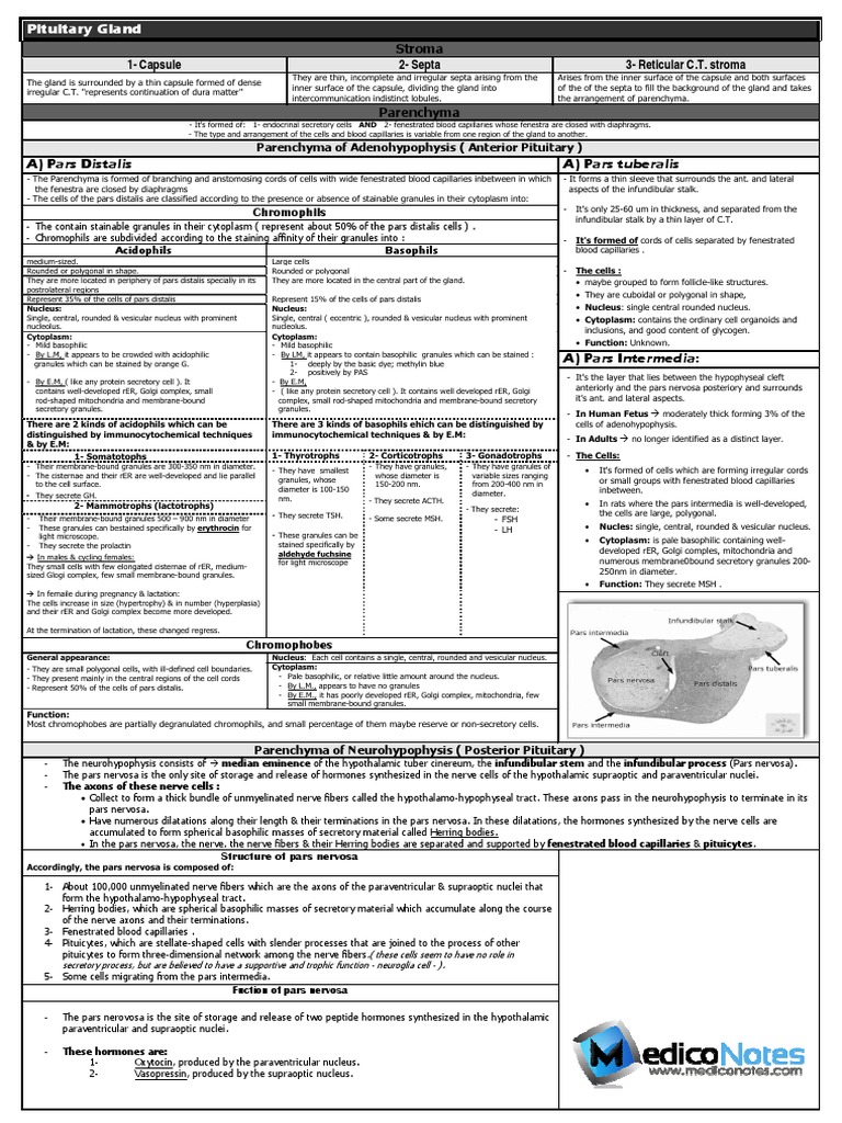 A) Pars Distalis A) Pars Tuberalis: Pituitary Gland | PDF | Organ ...