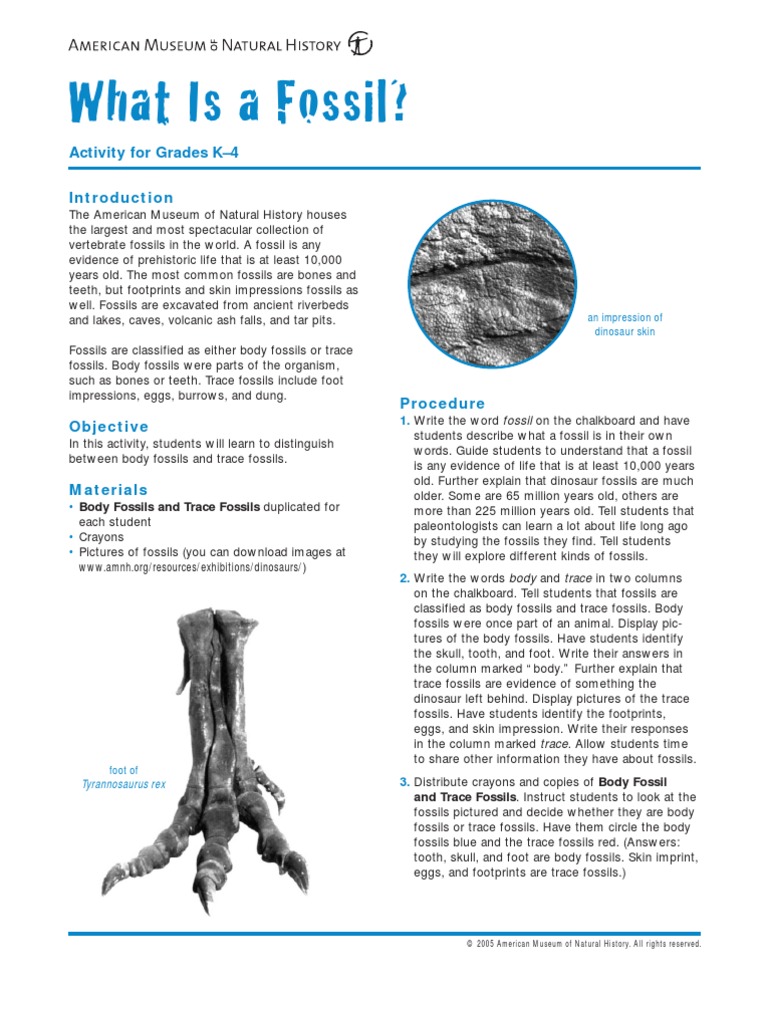 Dino 02 Fossils | PDF | Fossil | Dinosaurs
