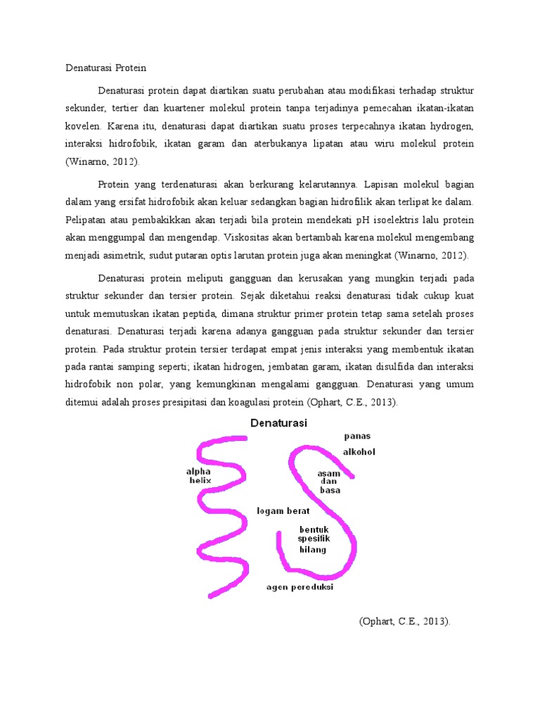 Denaturasi Protein | PDF