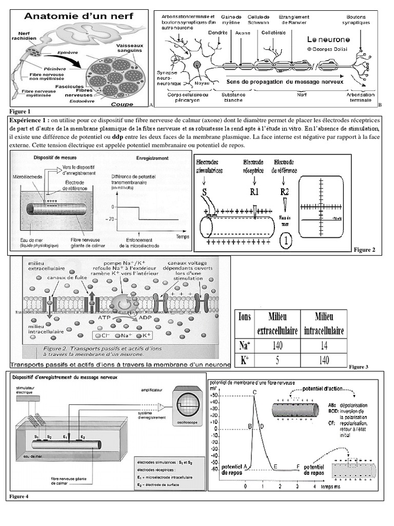 Neurone | PDF | Synapse | Neurone