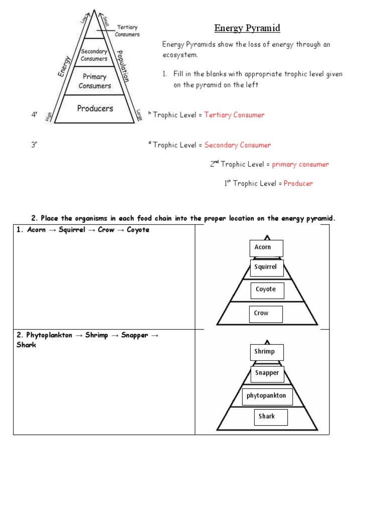 Energy Pyramid Worksheet for Students | PDF | Food Web | Organisms