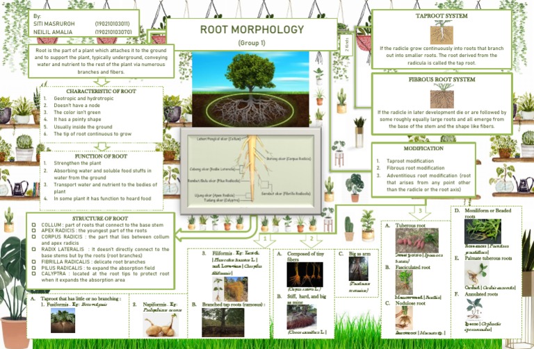 1 Root Morphology | PDF | Root | Botany