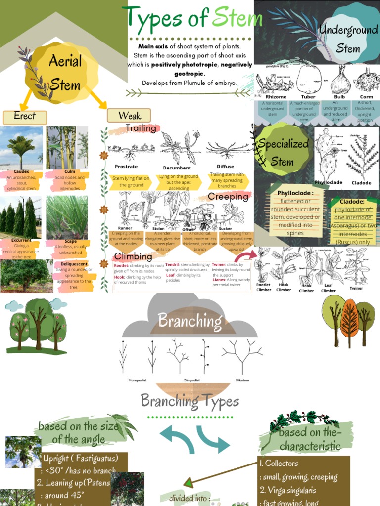 Types and Characteristics of Plant Stems | PDF | Plant Stem | Plants