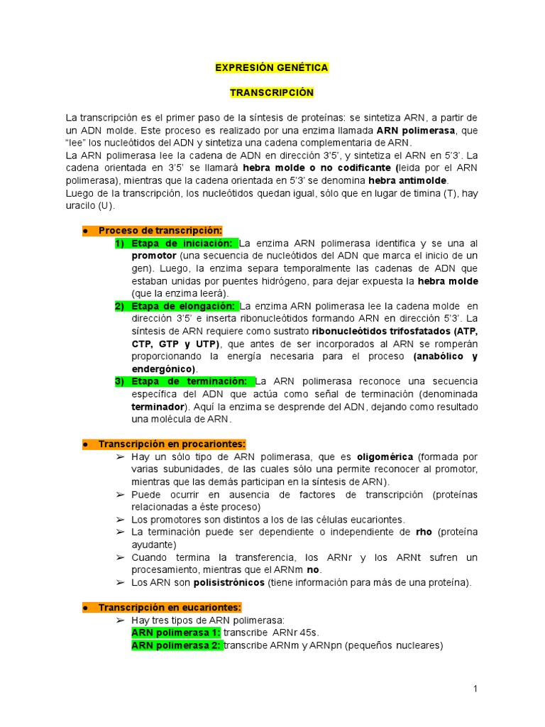 Proceso de Transcripción y ARN | PDF | Traducción (biología) | Rna