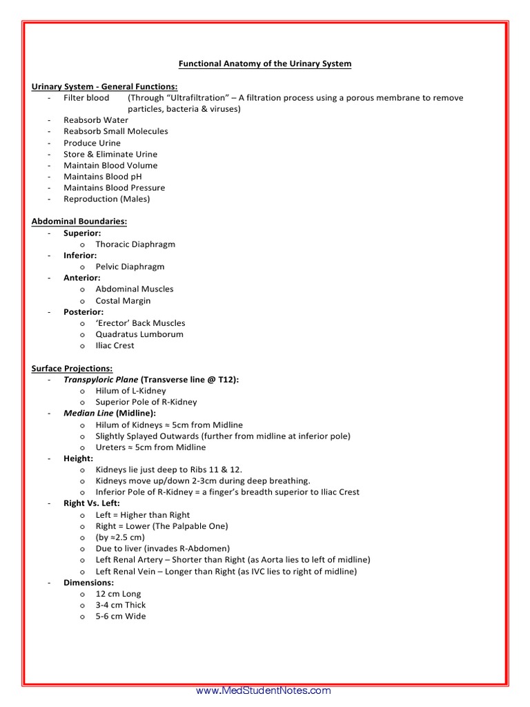 Urinary System Anatomy and Function | PDF | Kidney | Urinary Bladder