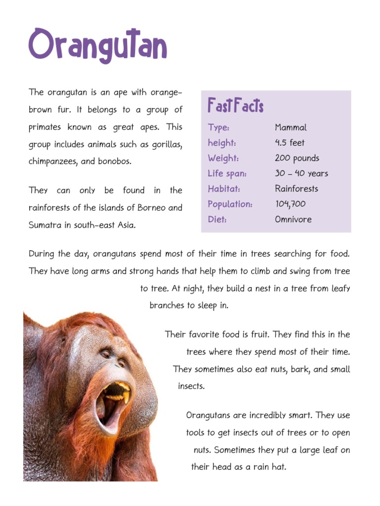 Orangutan: Fast Facts | PDF | Science & Mathematics