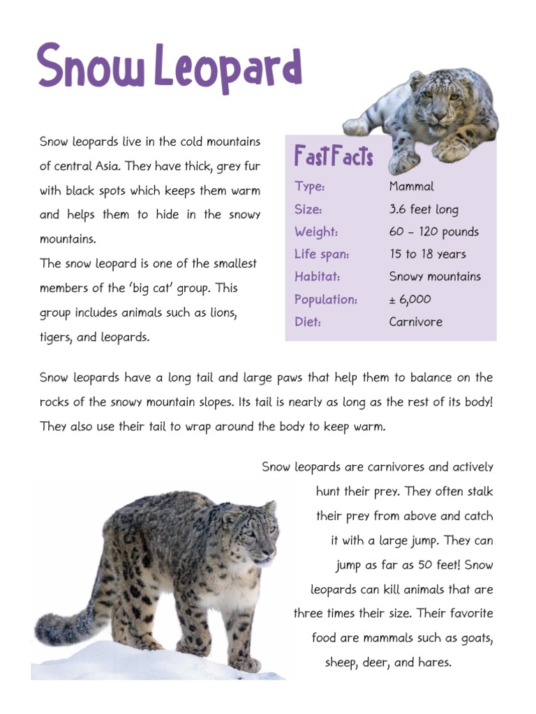 Snow Leopard: Fast Facts | PDF | Leopard | Zoology