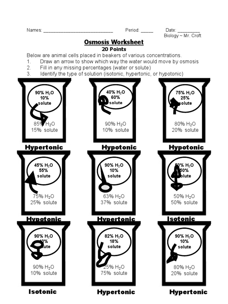 Osmosis Worksheet: Hypertonic Hypotonic Hypotonic | PDF | Cell Biology ...