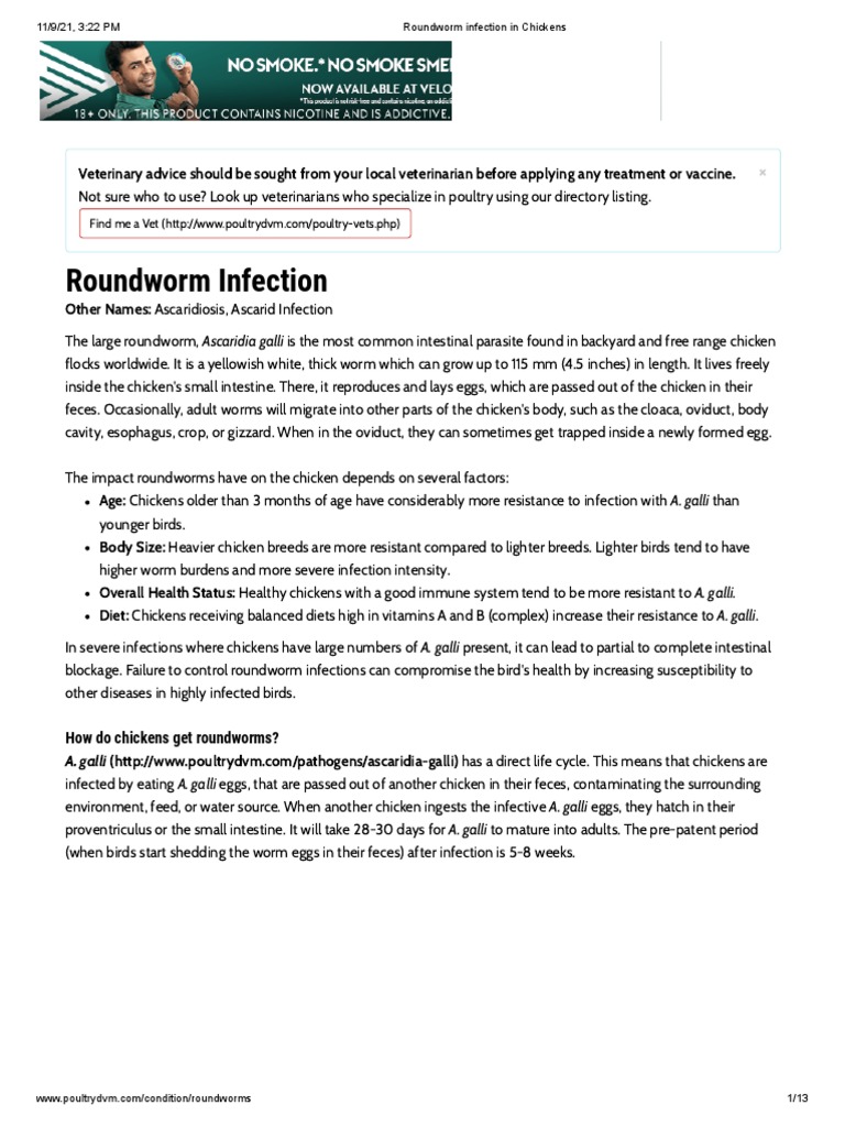 Roundworm Infection in Chickens | PDF | Chicken | Medical Specialties