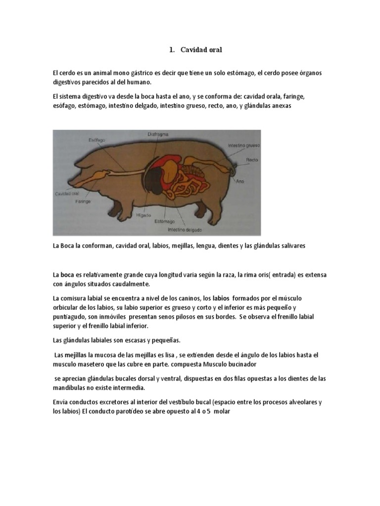 Anatomía del Sistema Digestivo del Cerdo | PDF | Hígado | Estómago
