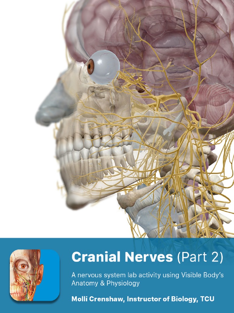 Cranial Nerves Atlas Part 2 | Descargar gratis PDF | Organ (Anatomy ...