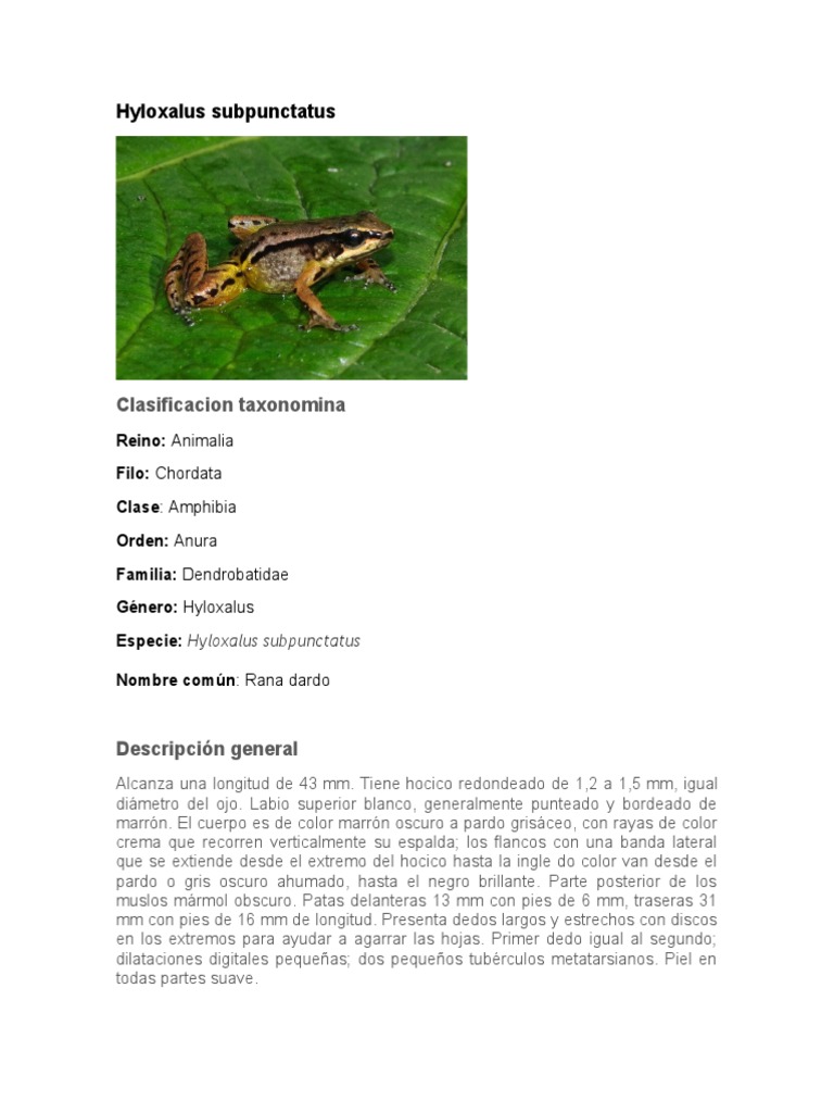 Hyloxalus subpunctatus: Descripción y Hábitat | PDF