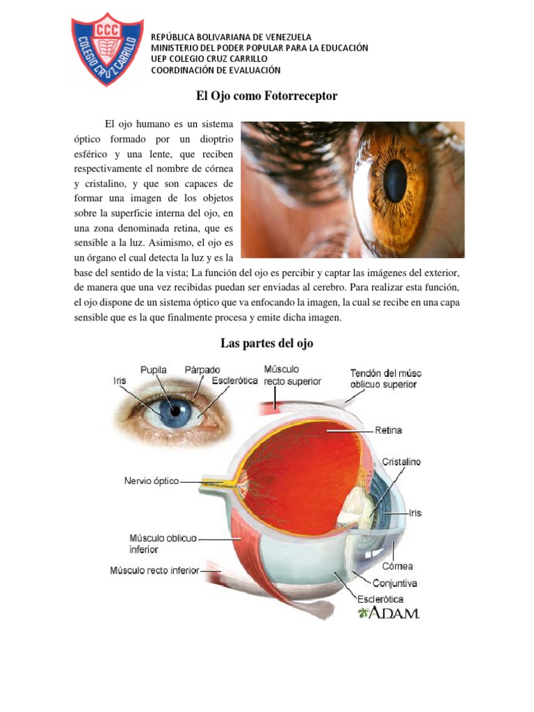 Clase 3 2do Año Lectura El Ojo Como Fotorreceptor | PDF | Ojo | Ojo humano