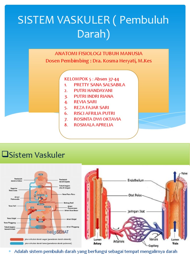 Bunda Kosma Sistem Vaskuler | PDF
