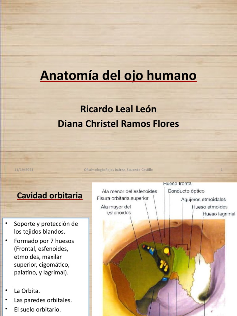 Anatomía Del Ojo | PDF | Ojo humano | Sistema visual