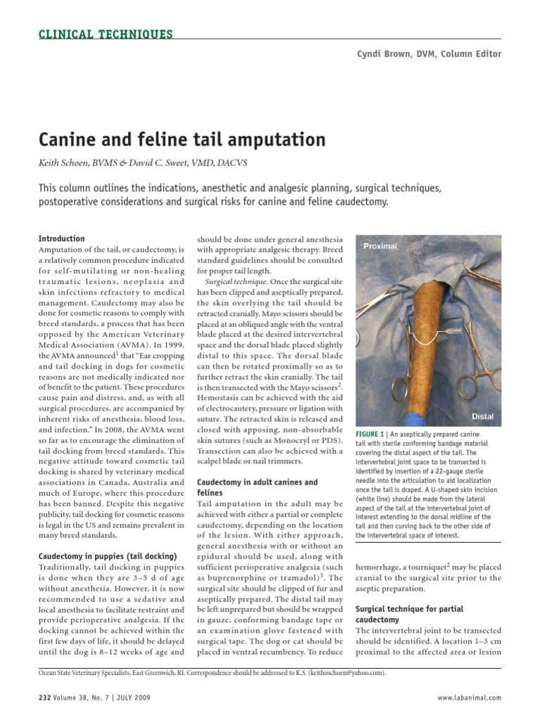 Canine and Feline Tail Amputation: Clinical Techniques | PDF | Surgery ...