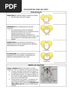 Mecanismo de Schultze | PDF | Placenta | Parto