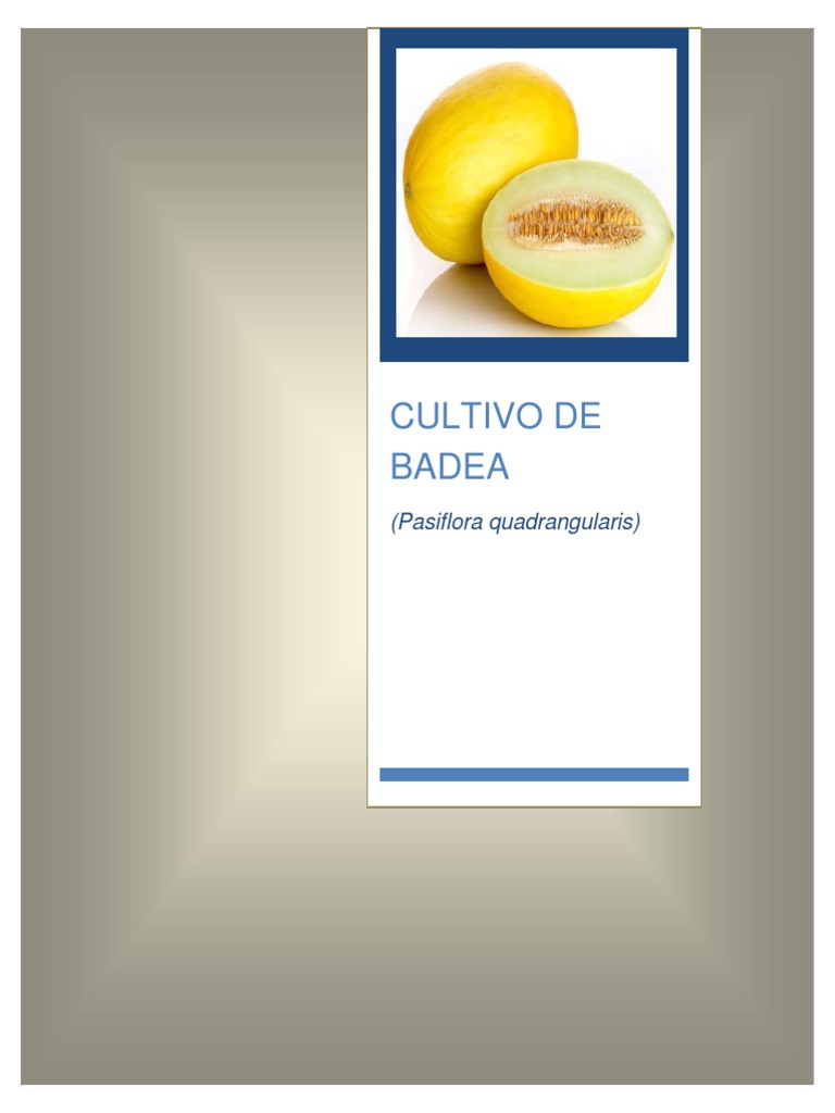 Cultivo y Beneficios de la Badea | PDF | Plantas